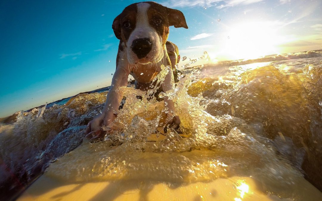 Dog friendly Holidays Are Good For Everyone Hemera Holidays Dog friendly Holidays Are Good For Everyone Hemera Holidays