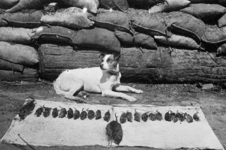Hero dogs of the First World War - Hemera Holidays